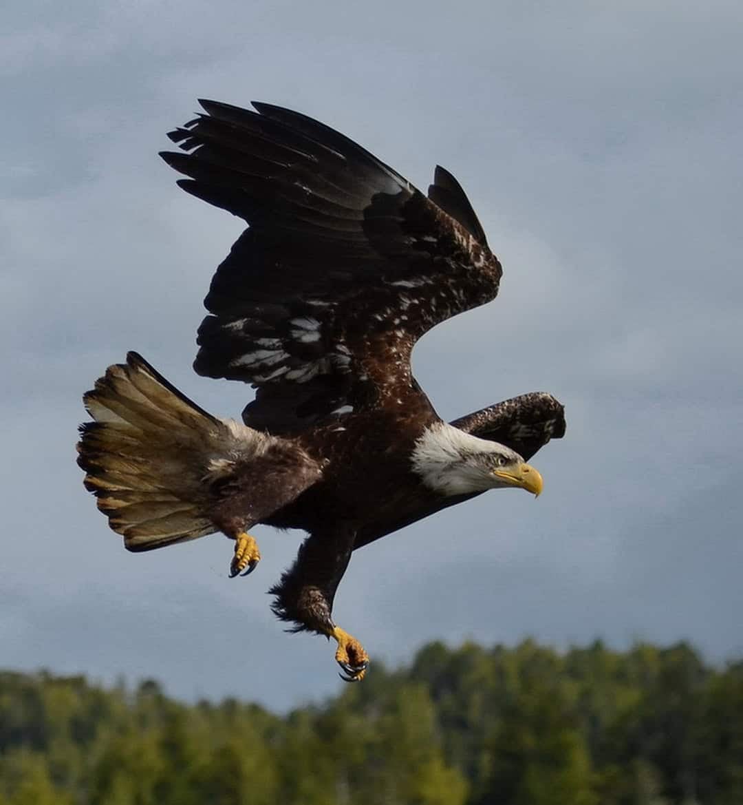 Explore the Wildlife of the Missouri River, From Paddlefish to Bald ...