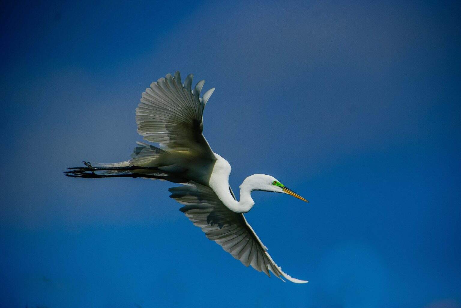 Great Egret Bird Facts - Ardea alba - A-Z Animals