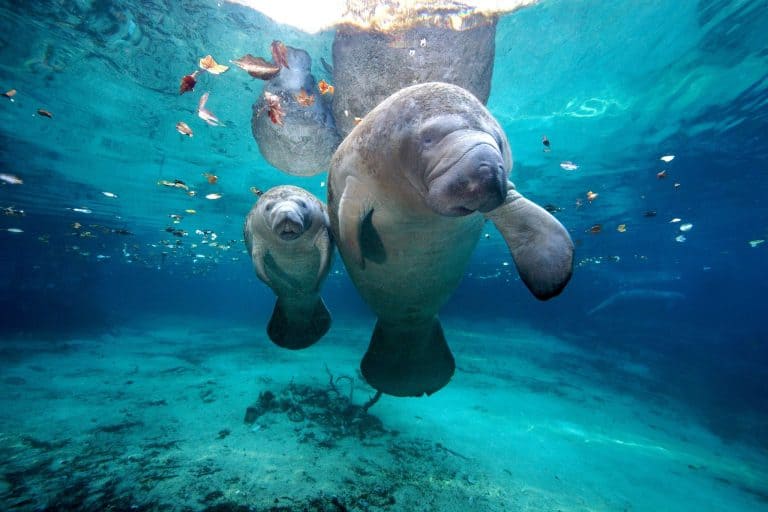Meet Sara, the Supersized Florida Manatee That Weighs More Than a ...