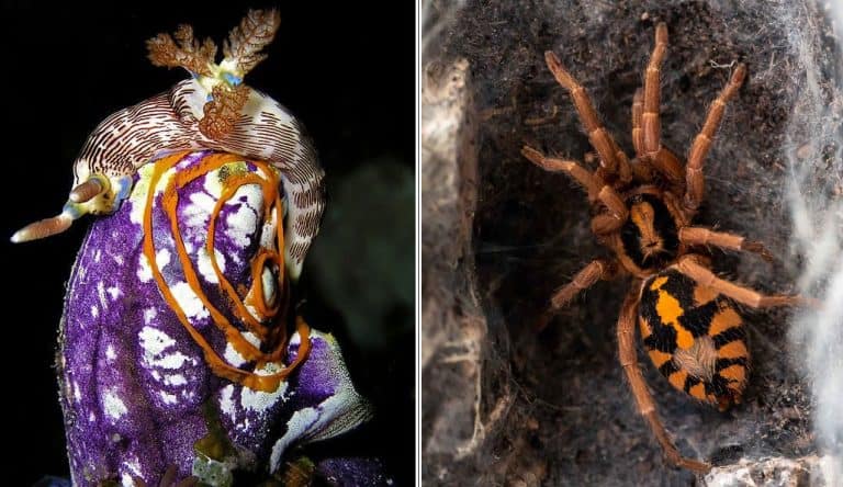 Warning Coloration - A-Z Animals