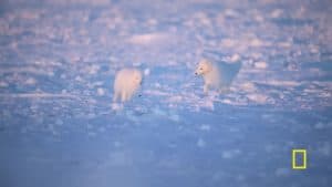 It's a Lonesome Life for an Arctic Fox - A-Z Animals