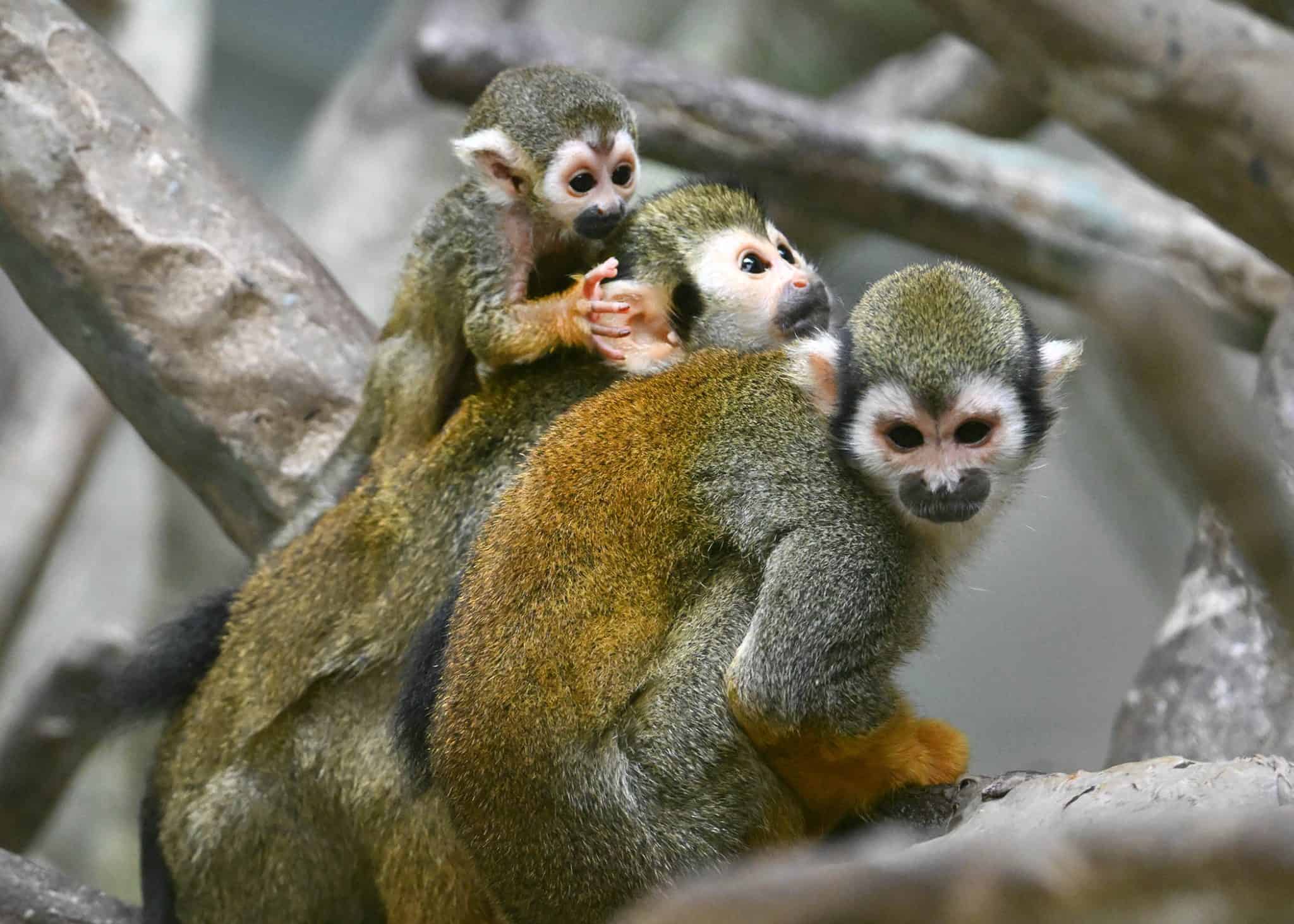 This Baby Squirrel Monkey is Kind of a Big Deal — and We're Swooning ...
