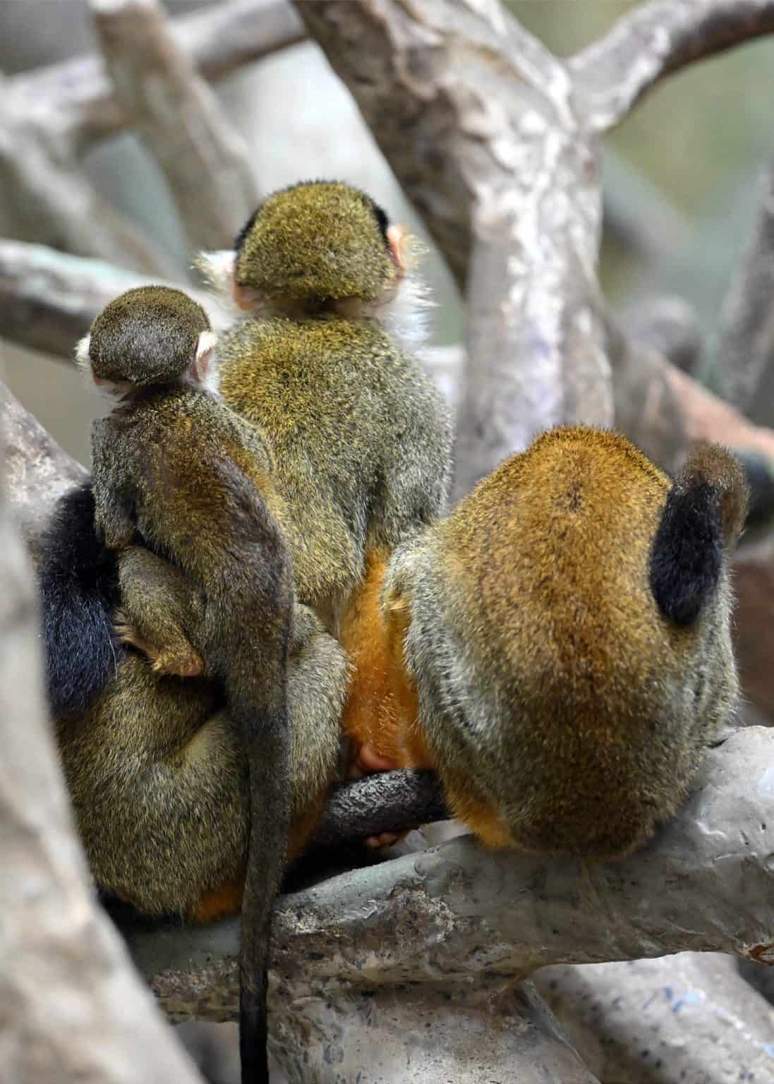 This Baby Squirrel Monkey is Kind of a Big Deal — and We're Swooning ...