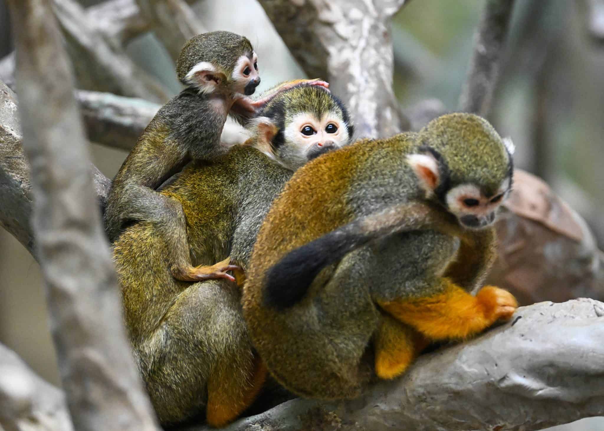 This Baby Squirrel Monkey is Kind of a Big Deal — and We're Swooning ...