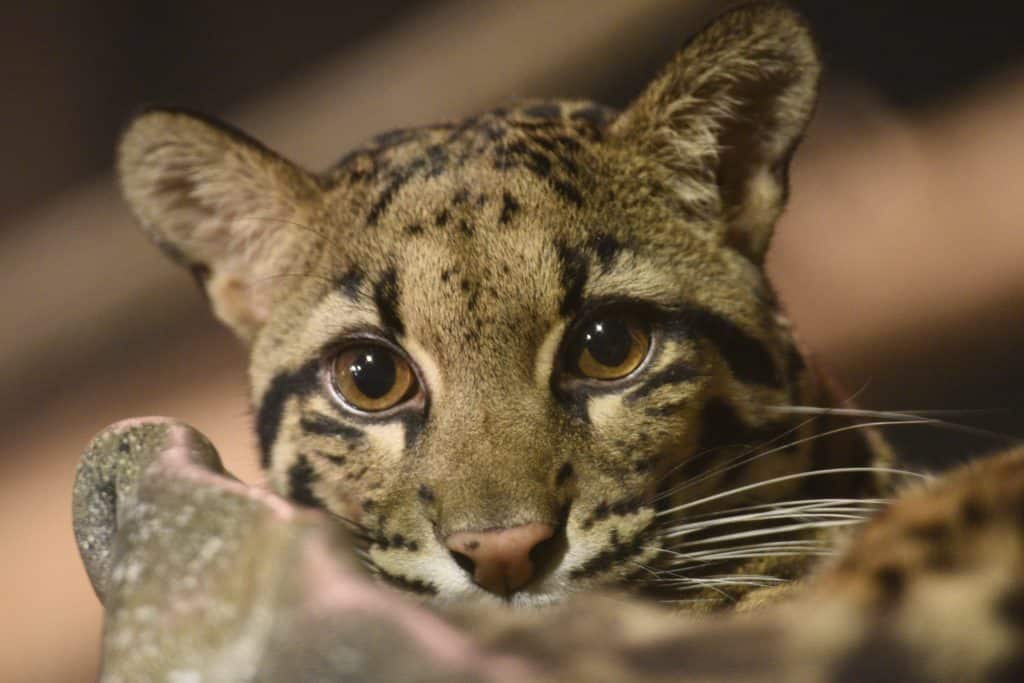 7 Fascinating Facts About Clouded Leopards - A-Z Animals