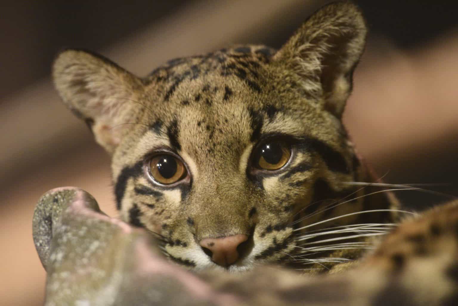 7 Fascinating Facts About Clouded Leopards - A-Z Animals