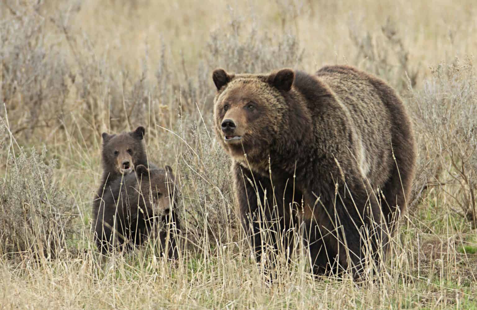 Where Do Grizzly Bears Live in Idaho? - A-Z Animals
