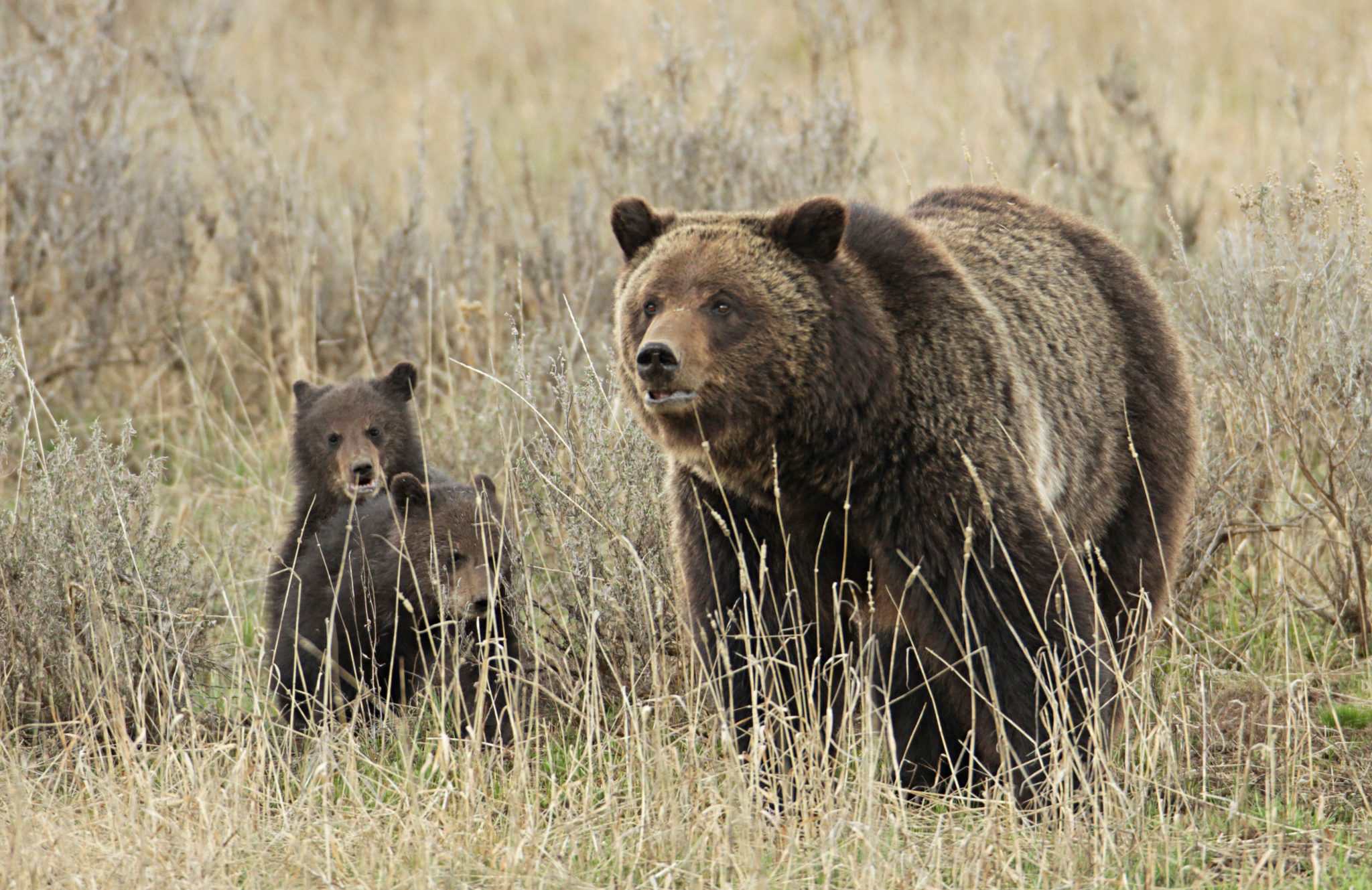 National Bison Month: Everything You Need to Know About Yellowstone's ...