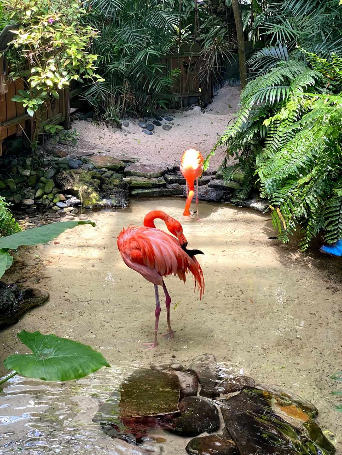 The Animal Lover's Guide to Key West - A-Z Animals