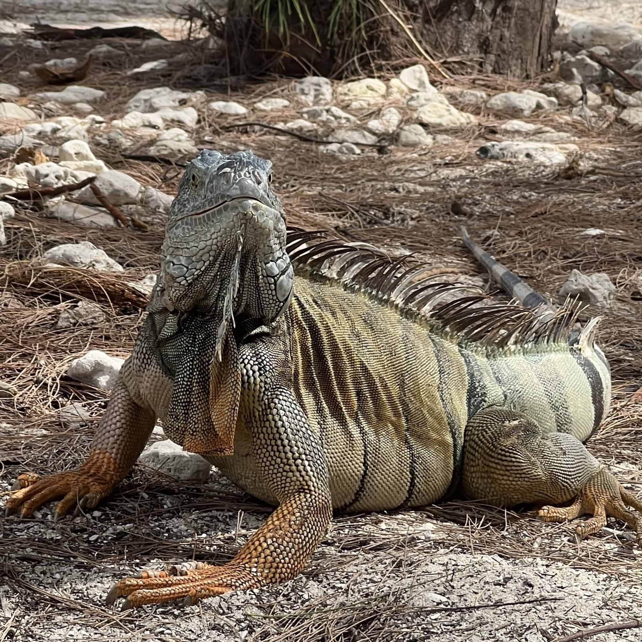 Massive Iguana Dines on Beach-Goers' Leftoevers - A-Z Animals