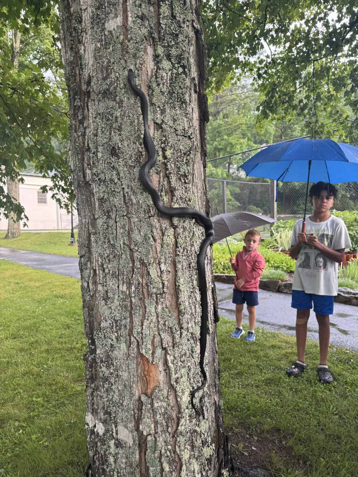 Gigantic Rat Snake Zooms Up a Tree in Virginia Foothills - A-Z Animals