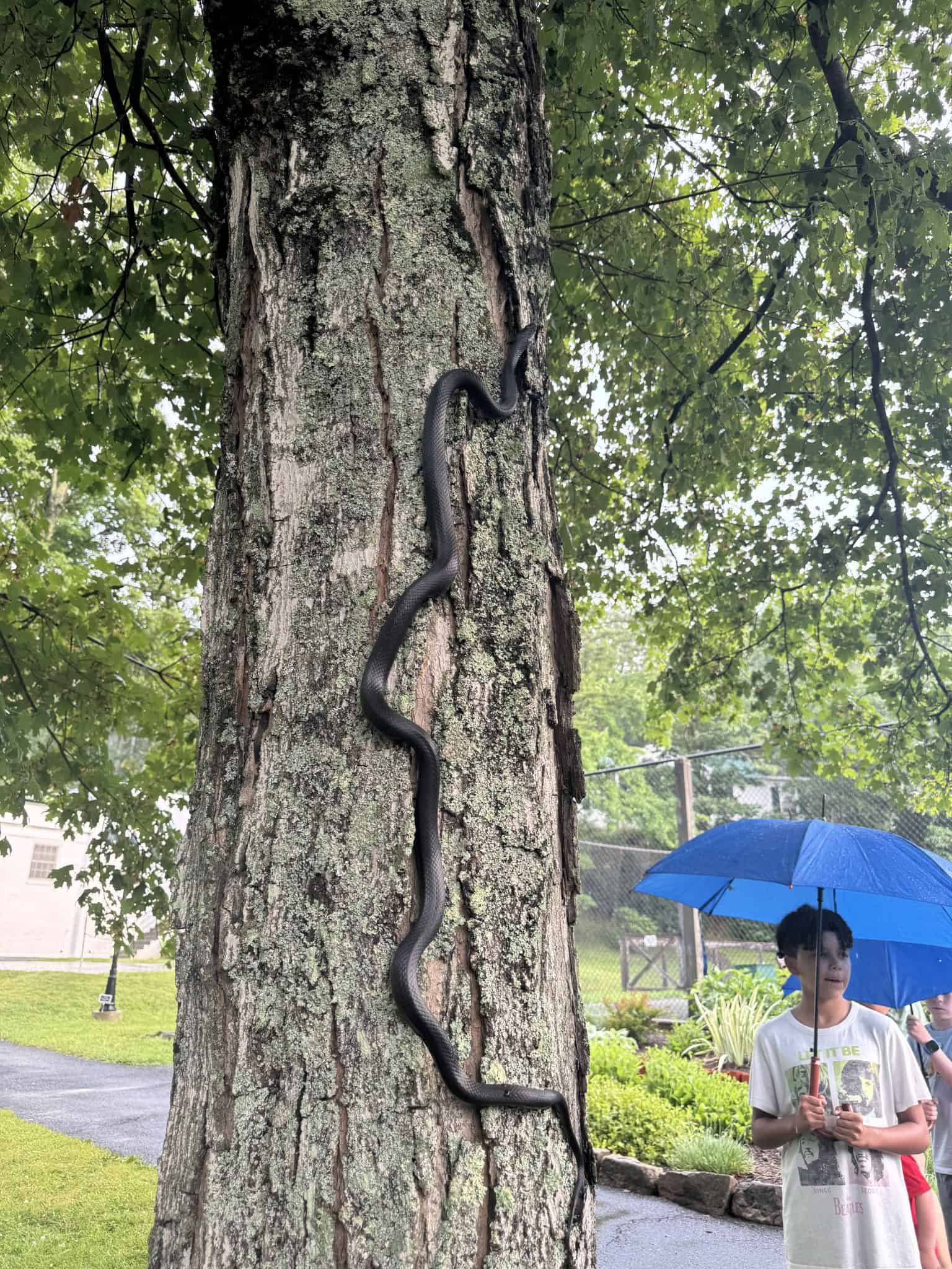 Gigantic Rat Snake Zooms Up a Tree in Virginia Foothills - A-Z Animals