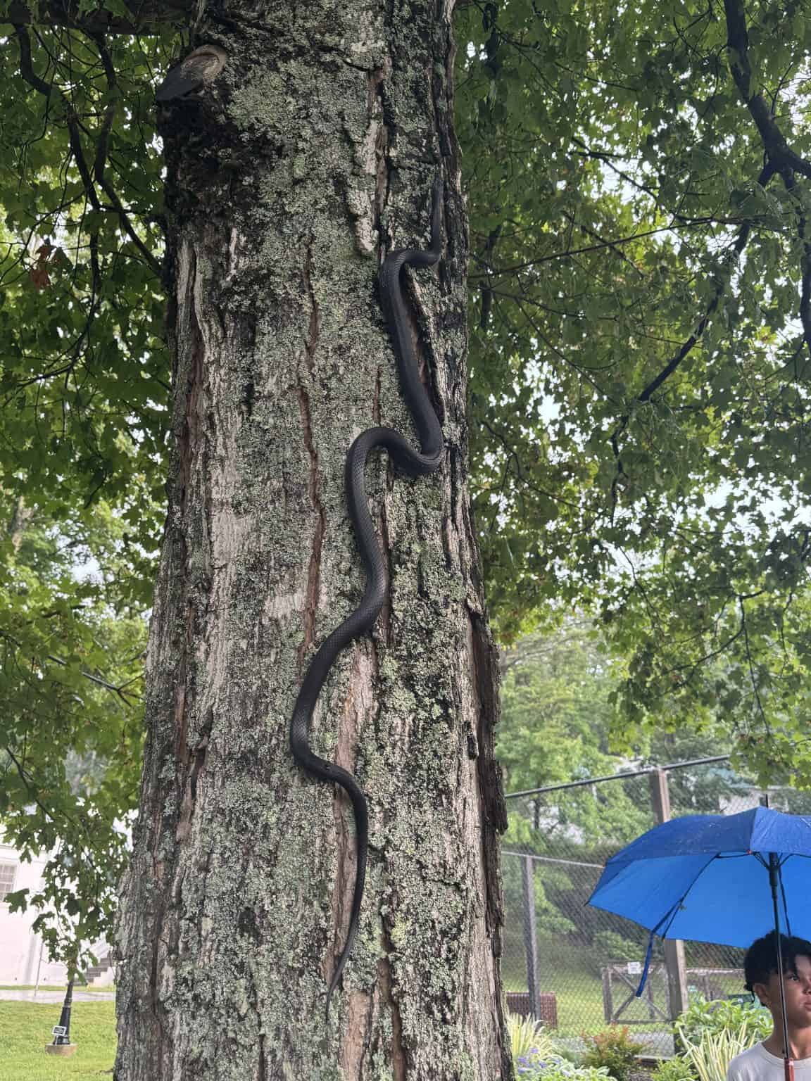 Gigantic Rat Snake Zooms Up a Tree in Virginia Foothills - A-Z Animals