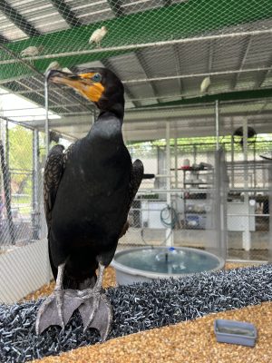 The Animal Lover's Guide to Key West - A-Z Animals