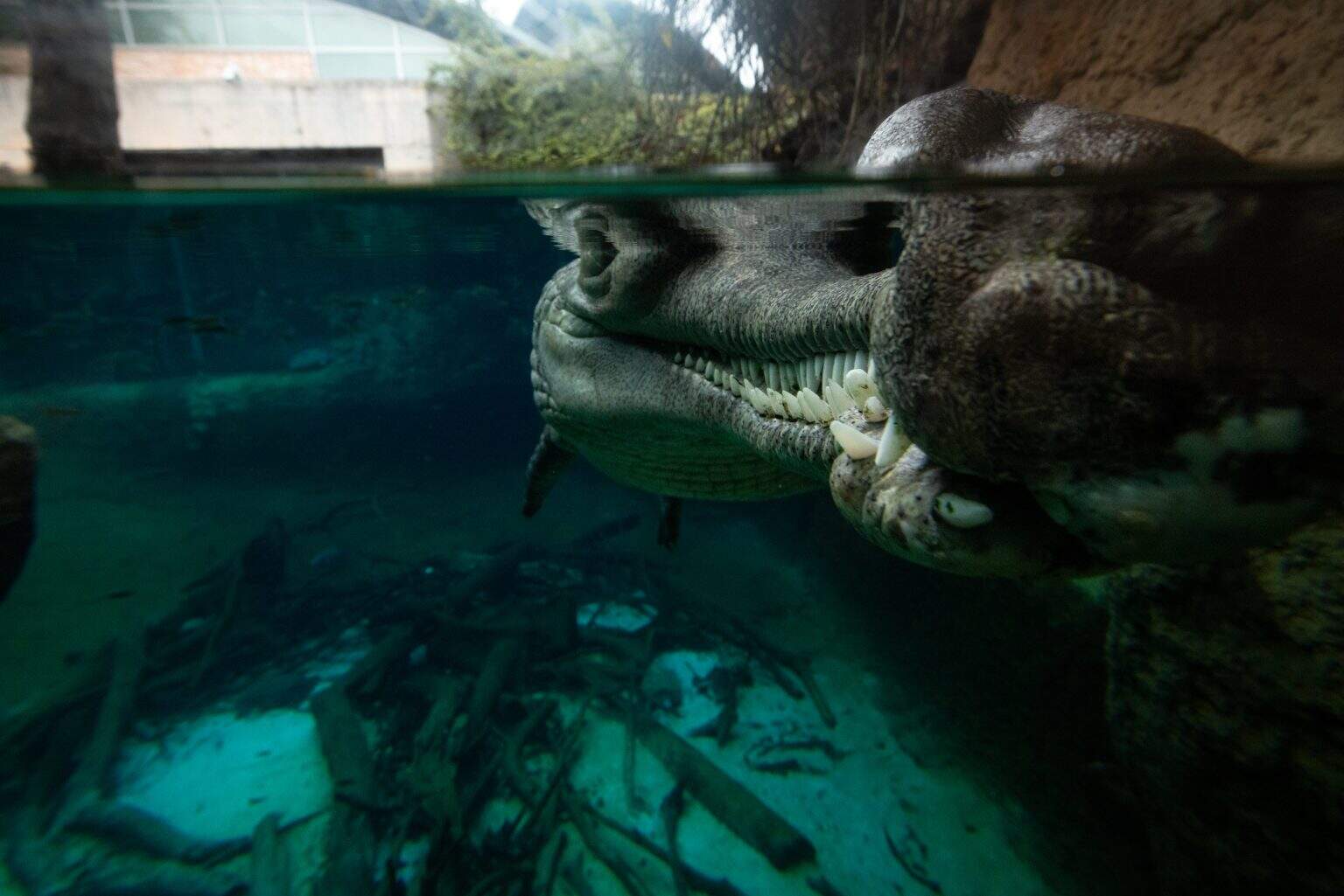 How One Zoo Is Helping to Revive an Imperiled Crocodile Species - A-Z ...