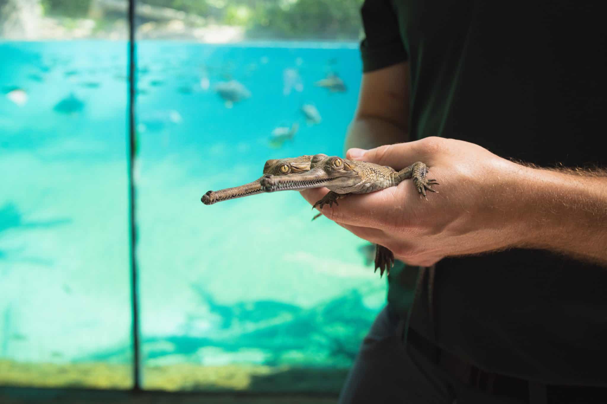 How One Zoo Is Helping to Revive an Imperiled Crocodile Species - A-Z ...