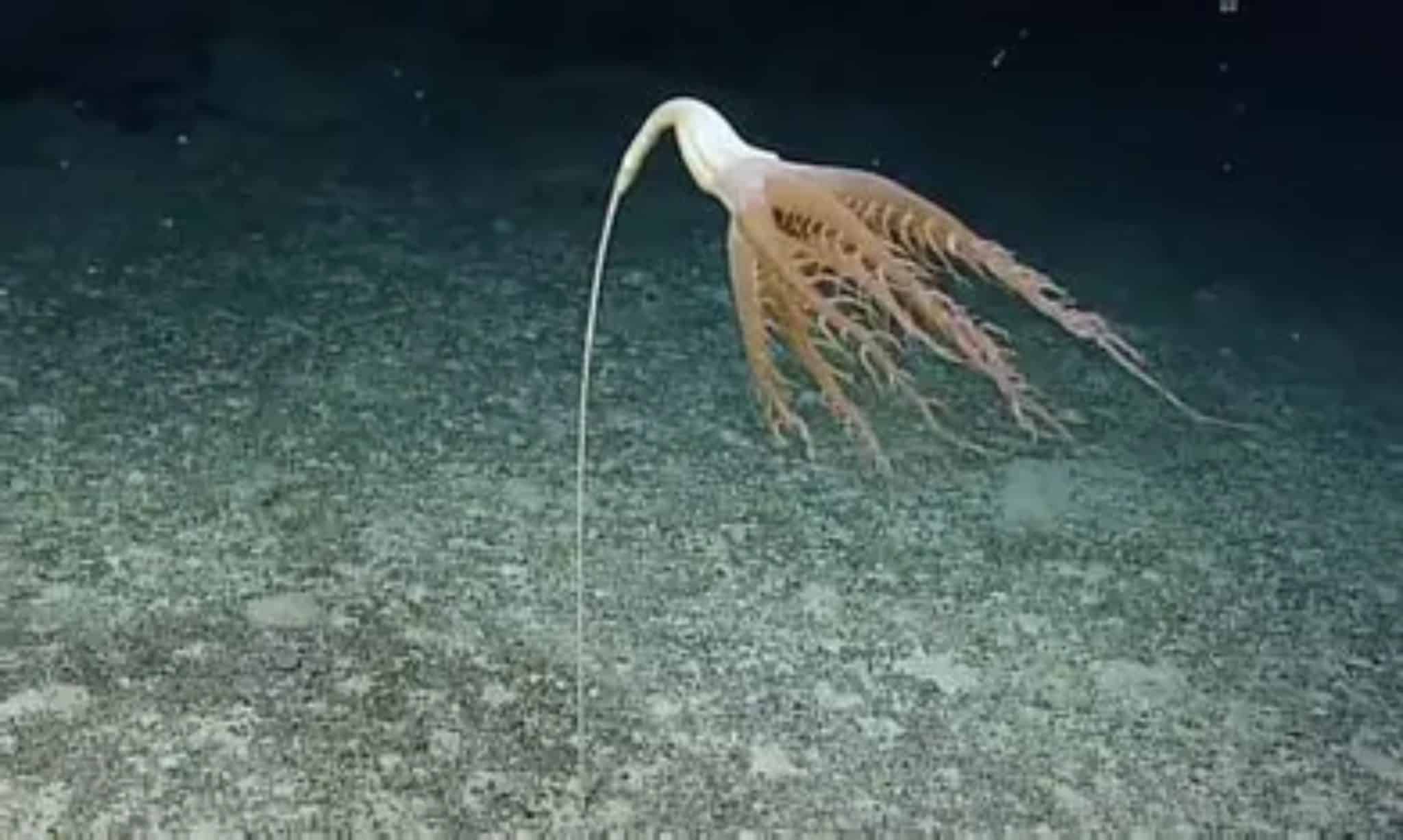 Rare Deep Sea Creature Discovered in the Pacific Ocean - A-Z Animals