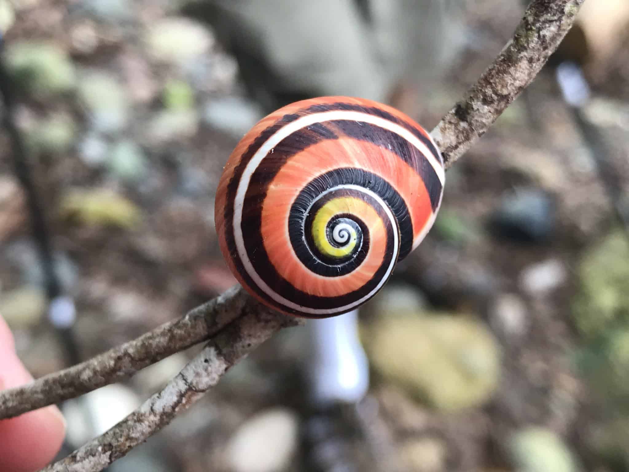 Meet the Painted Snail With Shells as Unique as Fingerprints - A-Z Animals