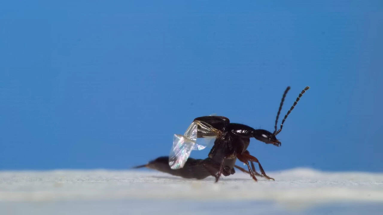 This Beetle Folds Its Wings Like Origami in Just Over a Second - A-Z ...