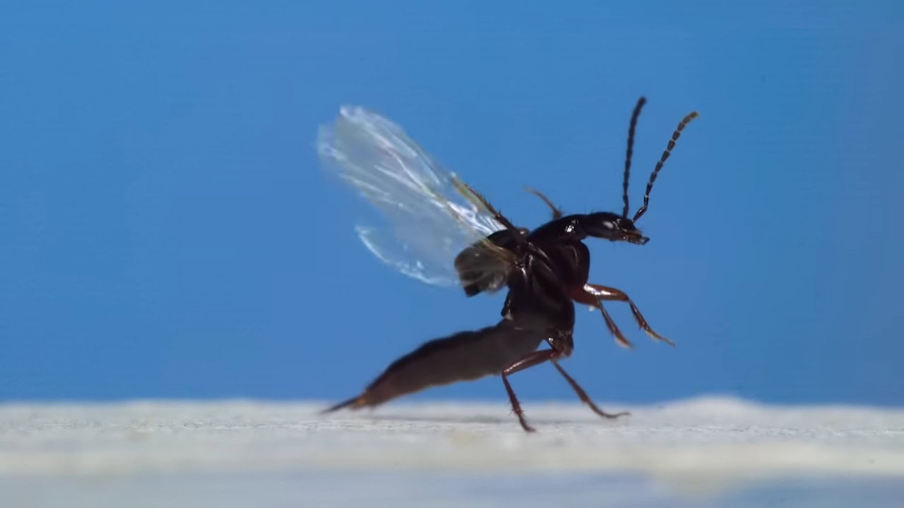 This Beetle Folds Its Wings Like Origami in Just Over a Second - A-Z ...
