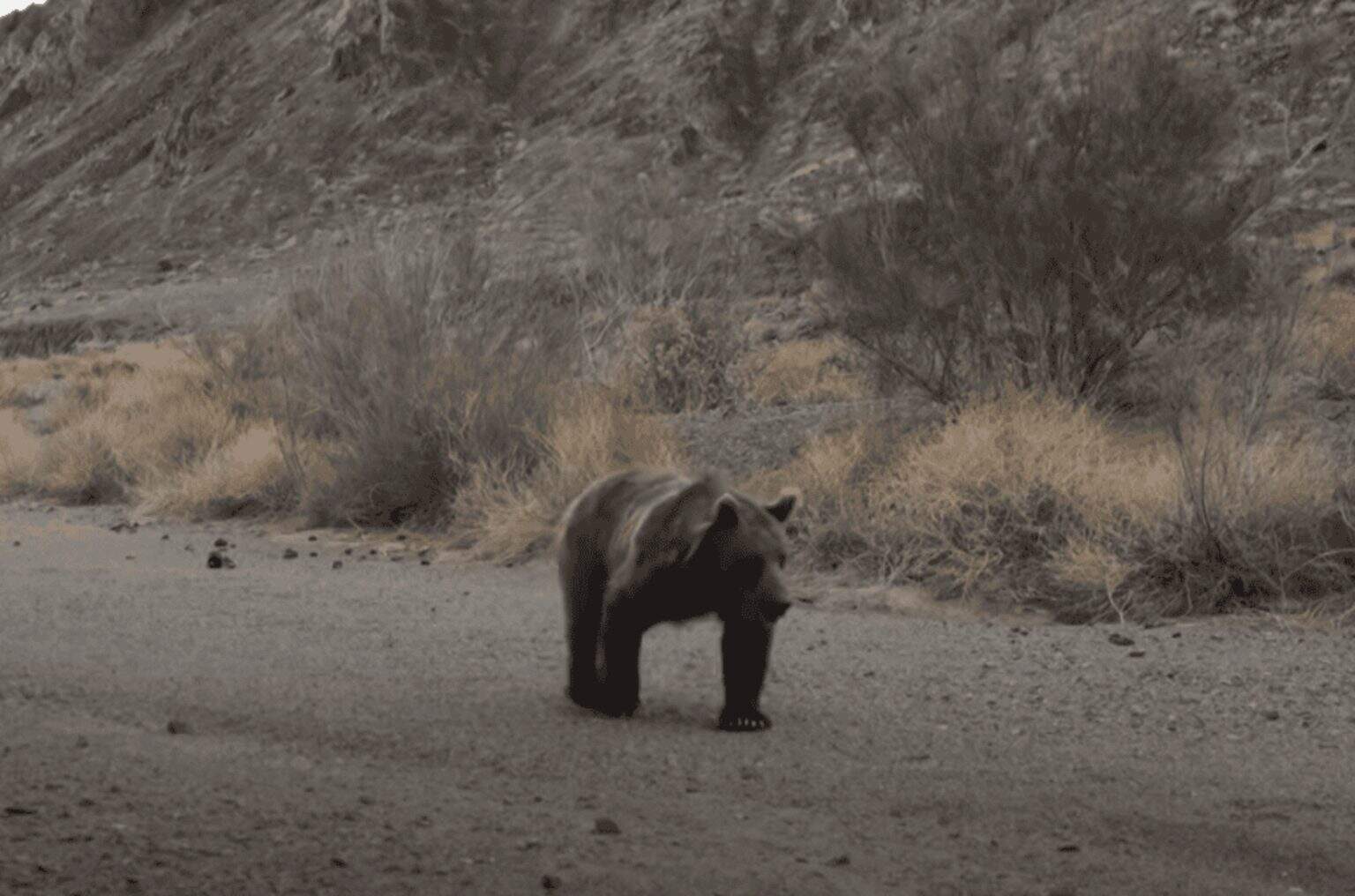 Meet the Gobi Bear, the World’s Rarest and Loneliest Bear - A-Z Animals