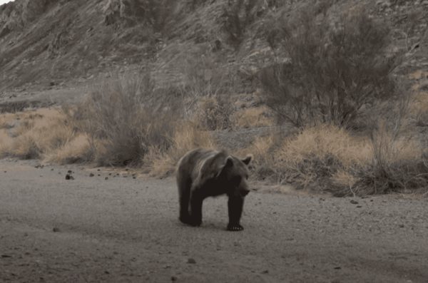 Meet the Gobi Bear, the World’s Rarest and Loneliest Bear - A-Z Animals