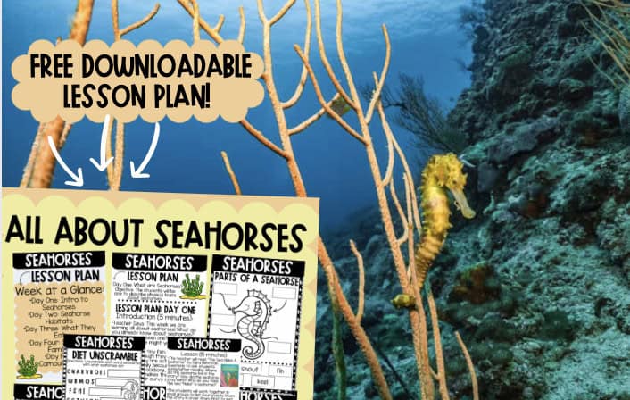 All About Seahorses: Free Downloadable Lessons & Activities - A-Z Animals