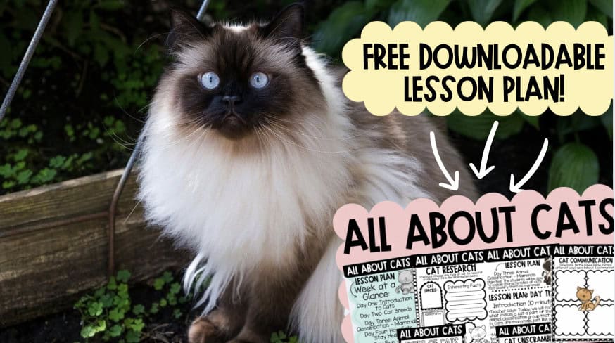 Free Feline Fun for Kids: A Cats Unit Plan for Kids - A-Z Animals
