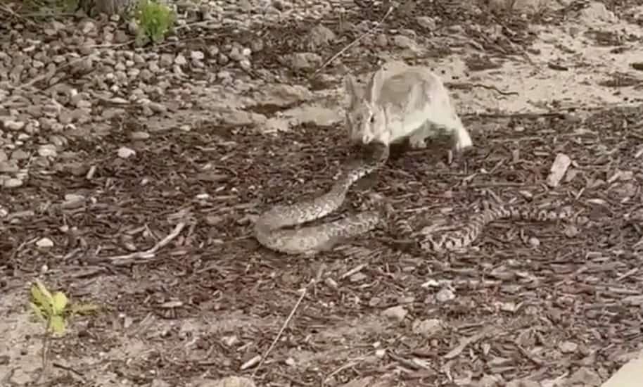 Watch Brave Mama Rabbit Fight a Bull Snake - A-Z Animals