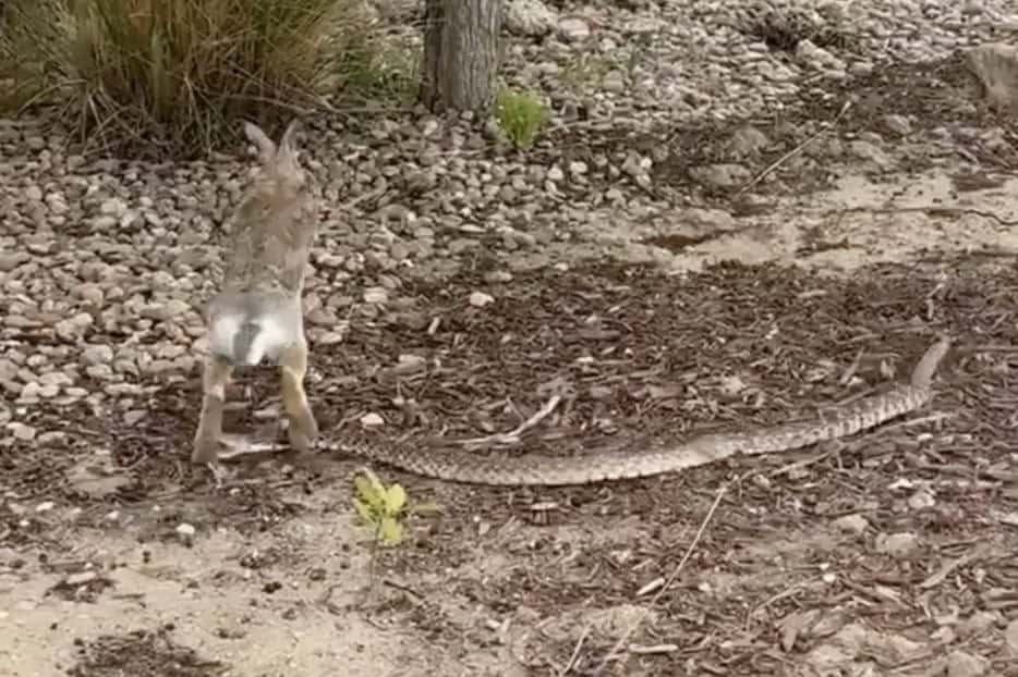 Watch Brave Mama Rabbit Fight a Bull Snake - A-Z Animals