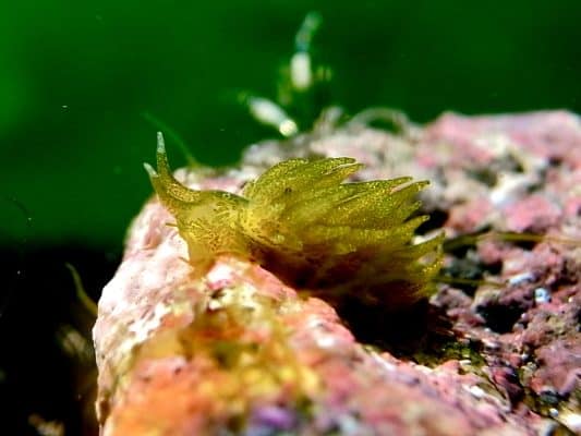 15 Sea Slugs You Won’t Believe Are Real - A-Z Animals