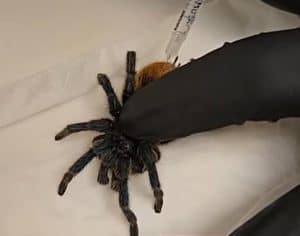 How Do You Help a Constipated Tarantula? - A-Z Animals
