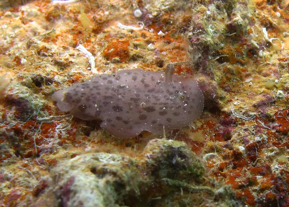 15 Sea Slugs You Won’t Believe Are Real - A-Z Animals