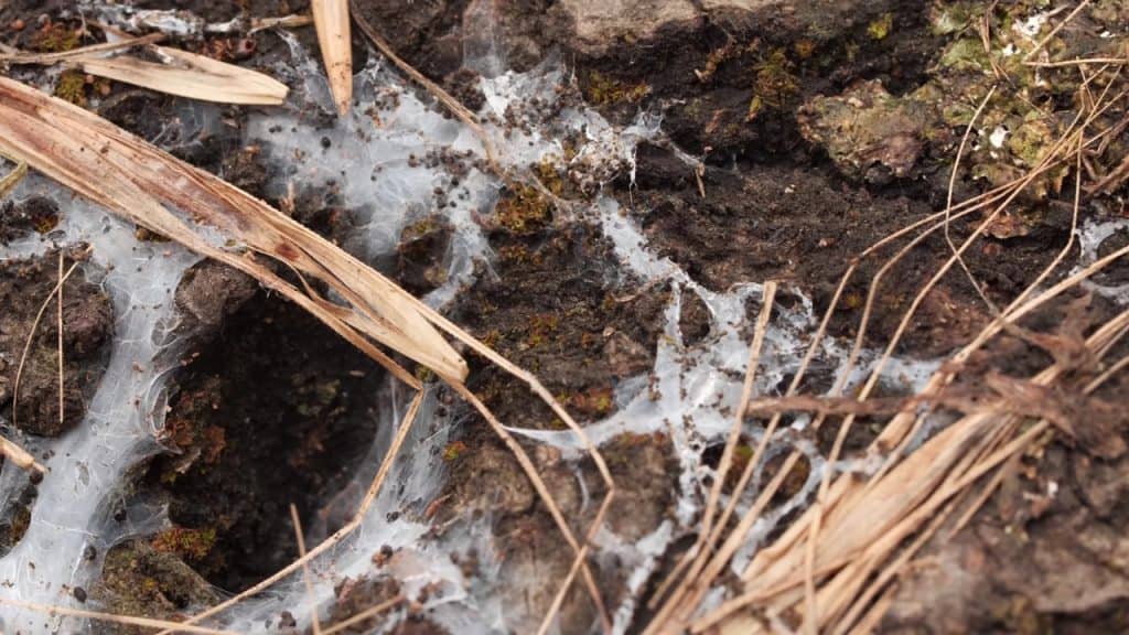 This Tiny Insect Spins Silk Without Being a Spider - A-Z Animals