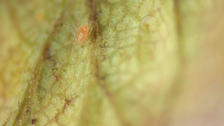 How Mite vs. Mite Saves This Popular Fruit - A-Z Animals