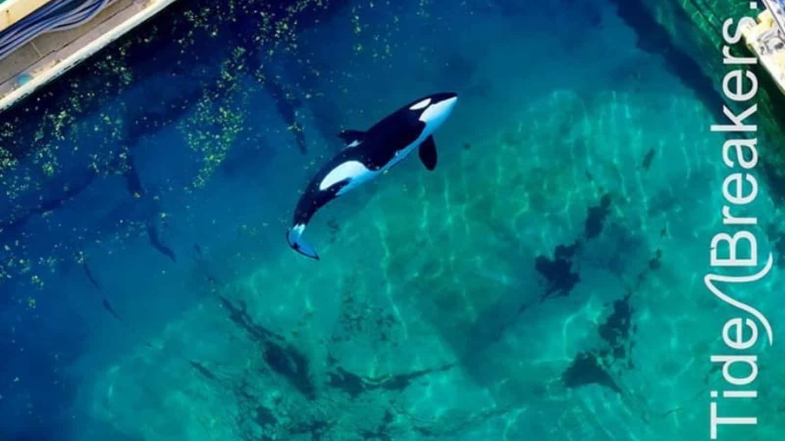 Why the World Is Watching Two Orcas Suffer in Silence - A-Z Animals