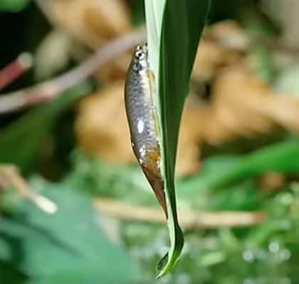 The Incredible Leaping Fish That Lay Eggs Out of Water - A-Z Animals