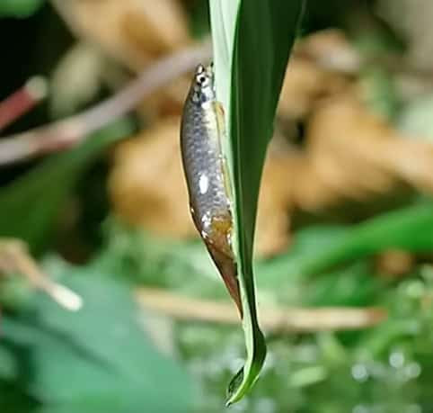 The Incredible Leaping Fish That Lay Eggs Out of Water - A-Z Animals