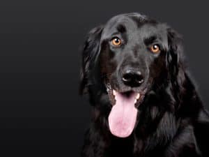 The Beauty of Black: 6 Stunning Dark Dog Breeds - A-Z Animals