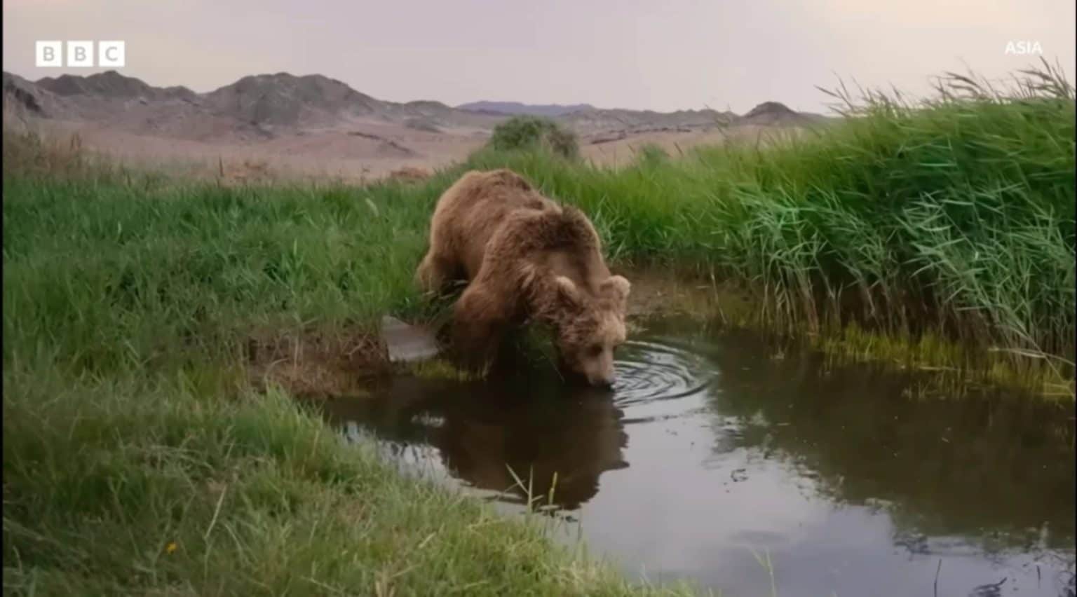 Discover the Largest Brown Bear Ever Recorded - A-Z Animals Slideshows