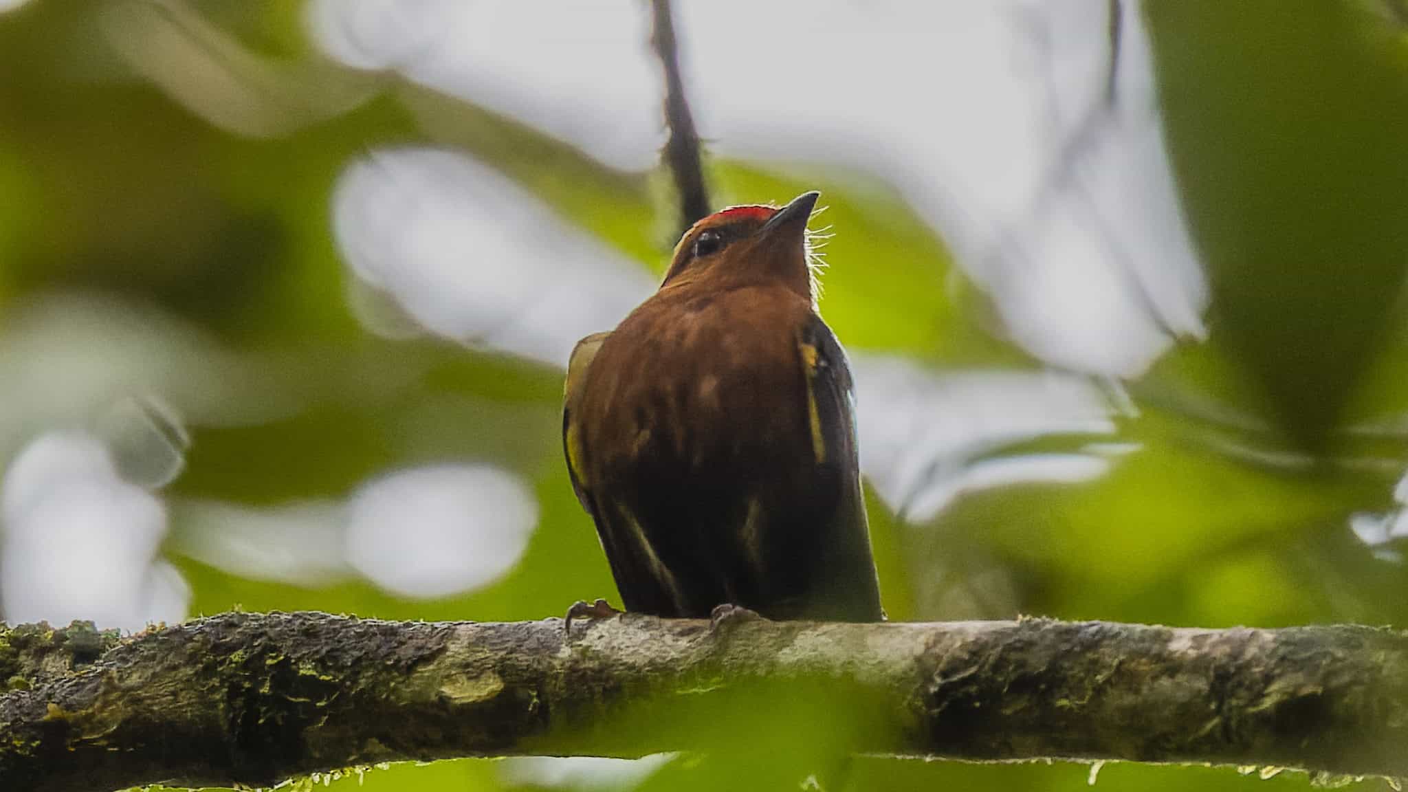 Meet the Club-Winged Manakin—the Bird That Sings with Its Wings - A-Z ...