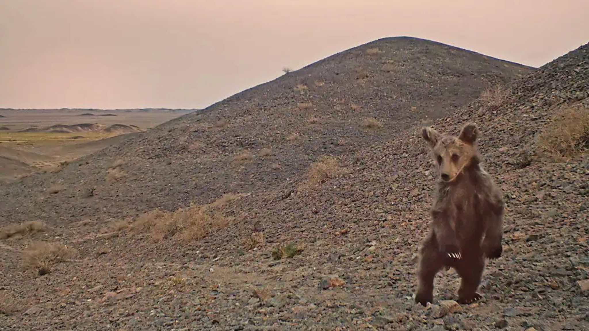 Meet the Gobi Bear, the World’s Rarest and Loneliest Bear - A-Z Animals