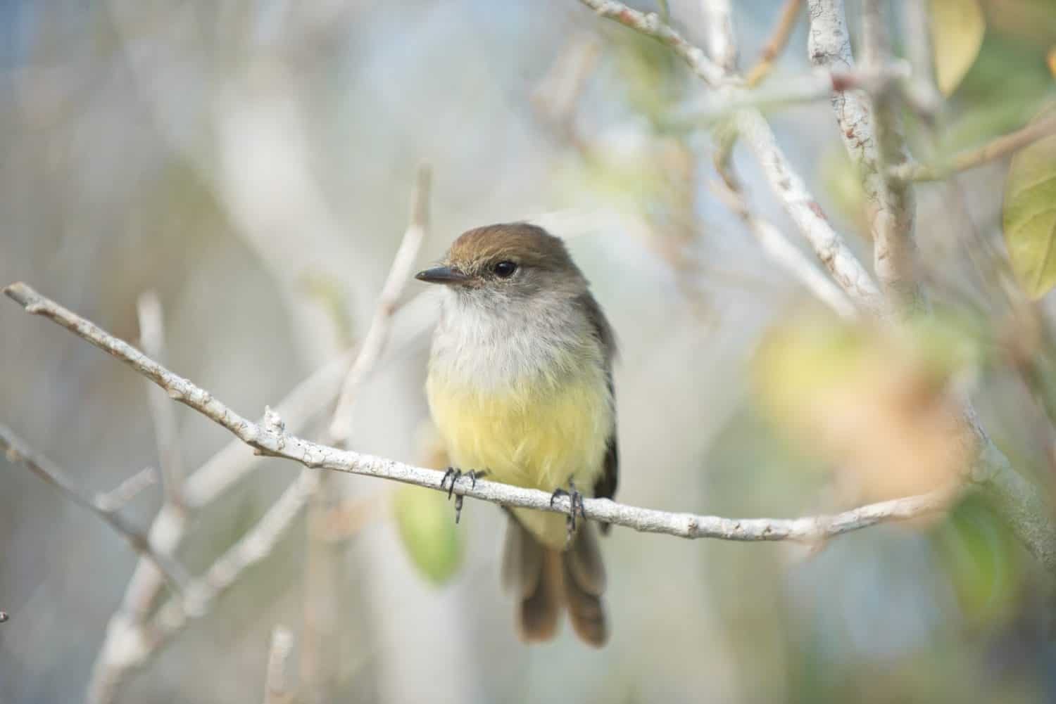 The Most Colorful Birds You Can Spot in the Galapagos Islands - A-Z Animals