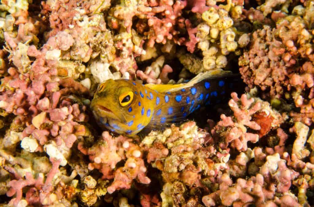 Barb Fish Facts - Barbus Barbus - A-Z Animals