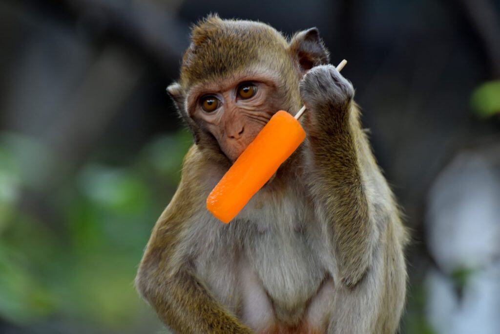How Zoos Keep Animals Cool During Heat Waves - A-Z Animals