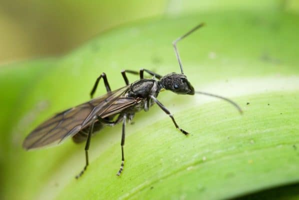 The Surprising Reason Some Ants Can Fly - A-Z Animals