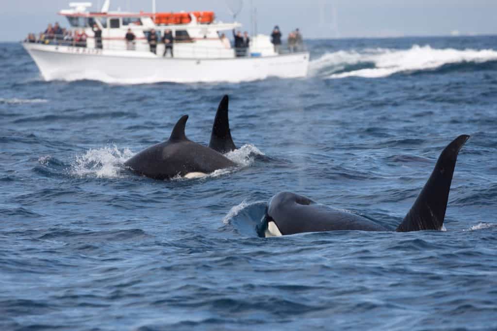 What's Behind the Mysterious Rise in Orca Attacks on Boats - A-Z Animals