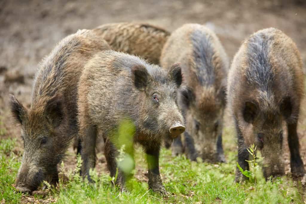 Could This Blood Thinner Be the Answer to Invasive Feral Hogs? - A-Z ...