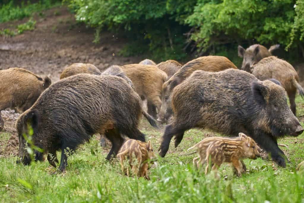 Could This Blood Thinner Be the Answer to Invasive Feral Hogs? - A-Z ...