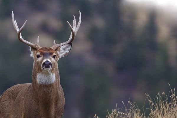 All 50 U.S. State Animals: Birds, Mammals, and Their Significance - A-Z ...